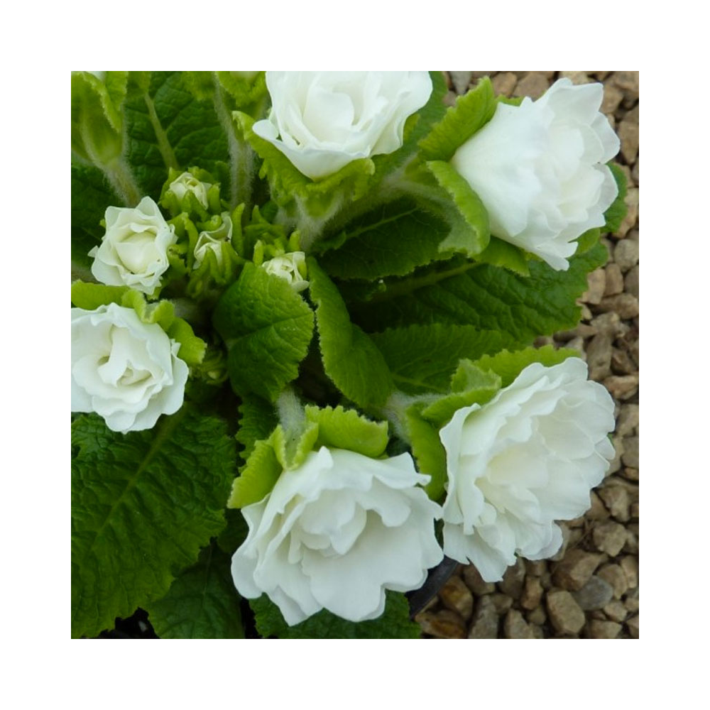 Acheter Primevère Primula Rubens (Double) Blanc et autres plantes sur ...
