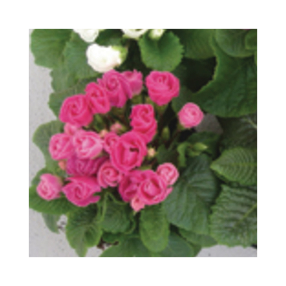 Acheter Primevère Primula Rubens (Double) Rose et autres plantes sur ...