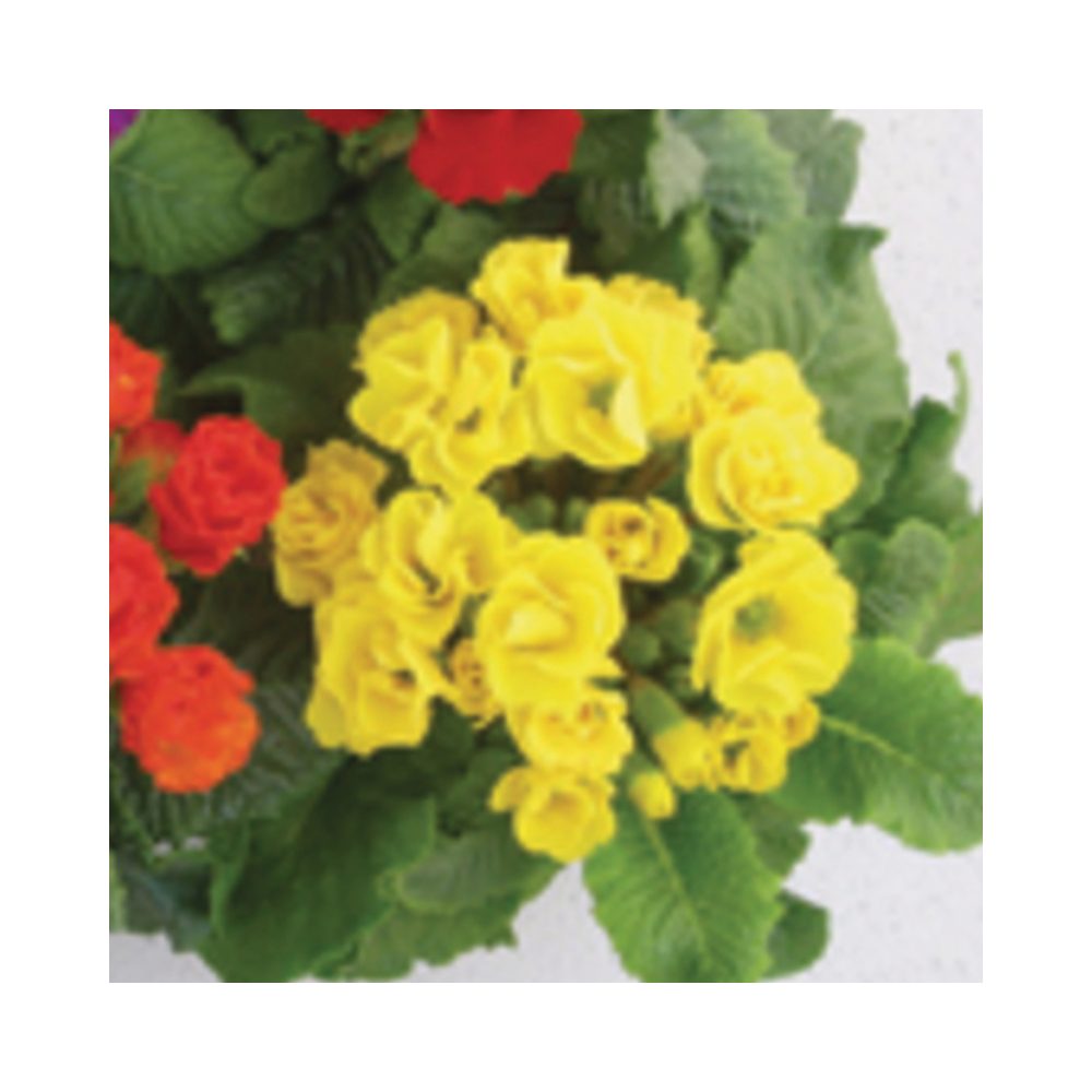 Acheter Primevère Primula Rubens (Double) Jaune et autres plantes sur ...