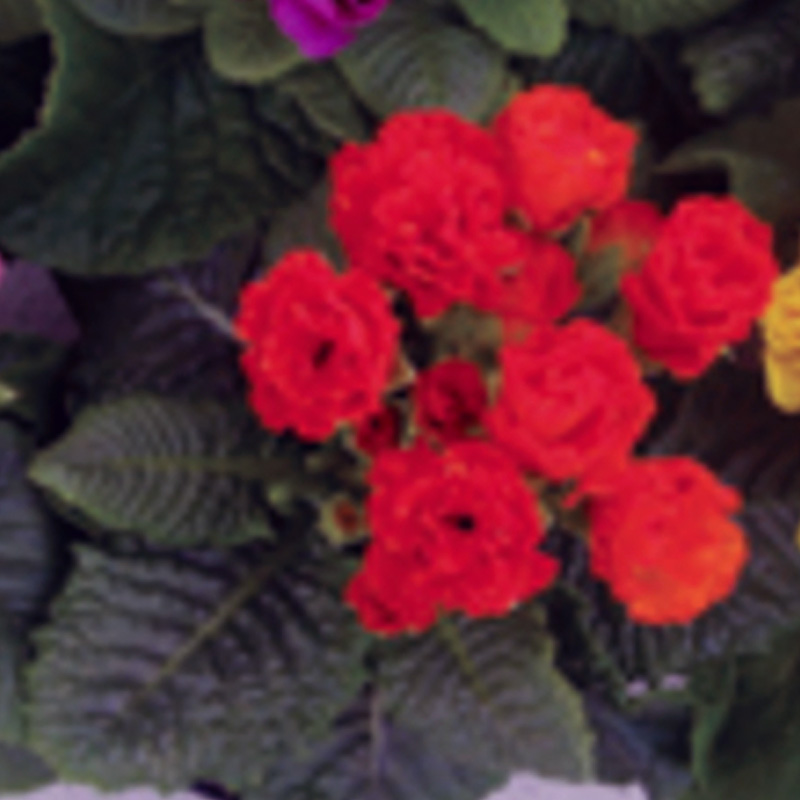 Acheter Primevère Primula Rubens (Double) Orange et autres plantes sur ...