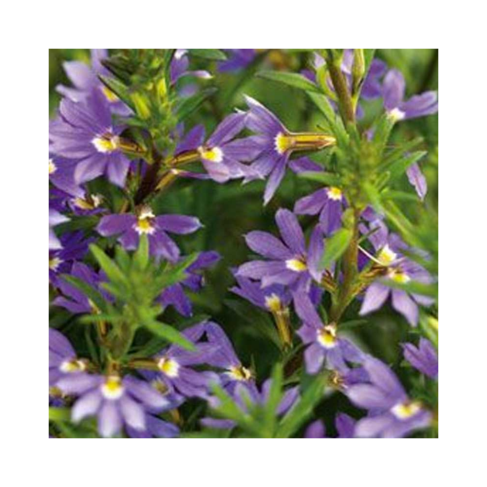 Acheter Scaevola Aemula Whirlwind Blue Scahapur sur Coclicoh