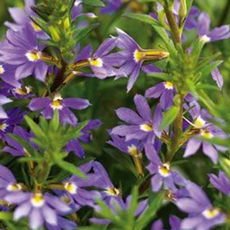 Acheter Scaevola Aemula Whirlwind Blue Scahapur sur Coclicoh