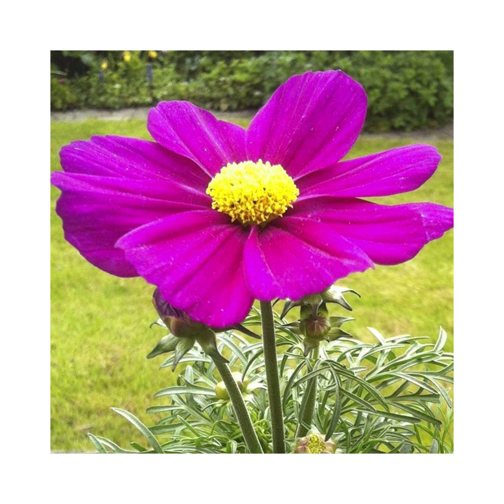 Acheter Cosmos Bipinnatus Casanova Violet et autres plantes sur Coclicoh
