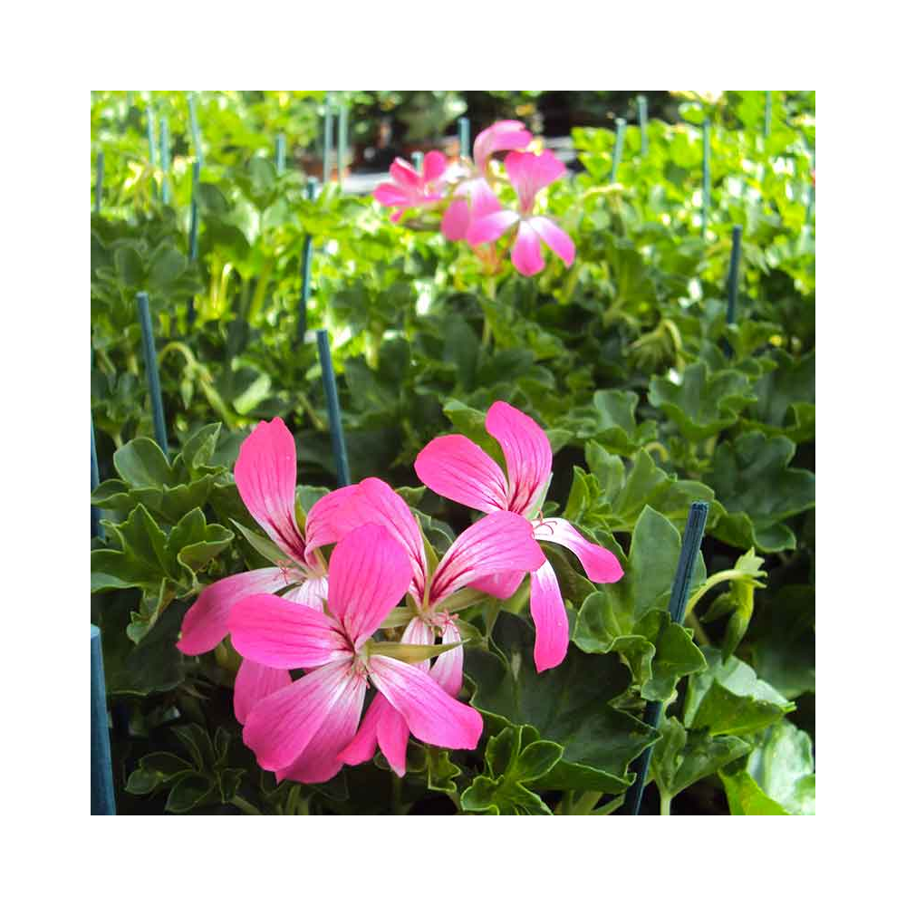 Acheter Geranium Lierre Acapulco Rose fleurs simples