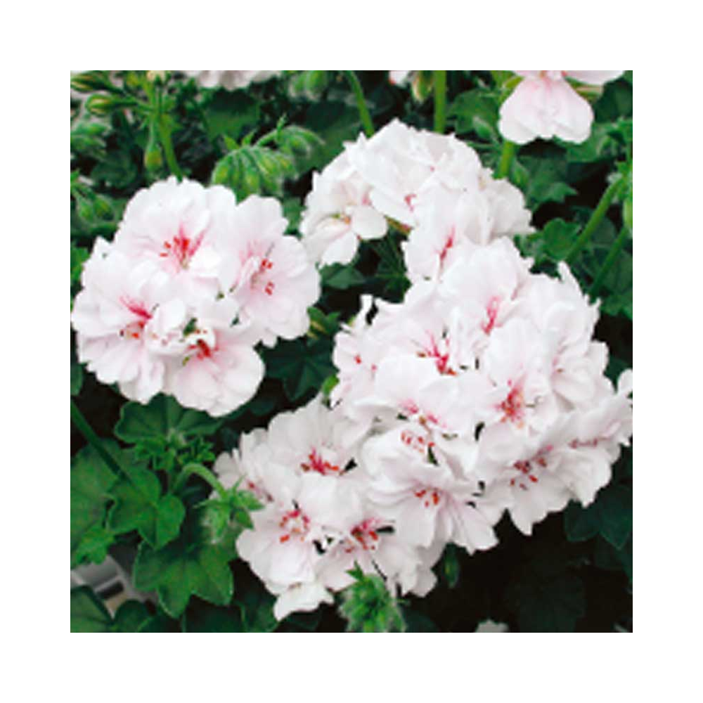 Acheter Geranium Lierre Blanche Roche et autres plantes sur Coclicoh
