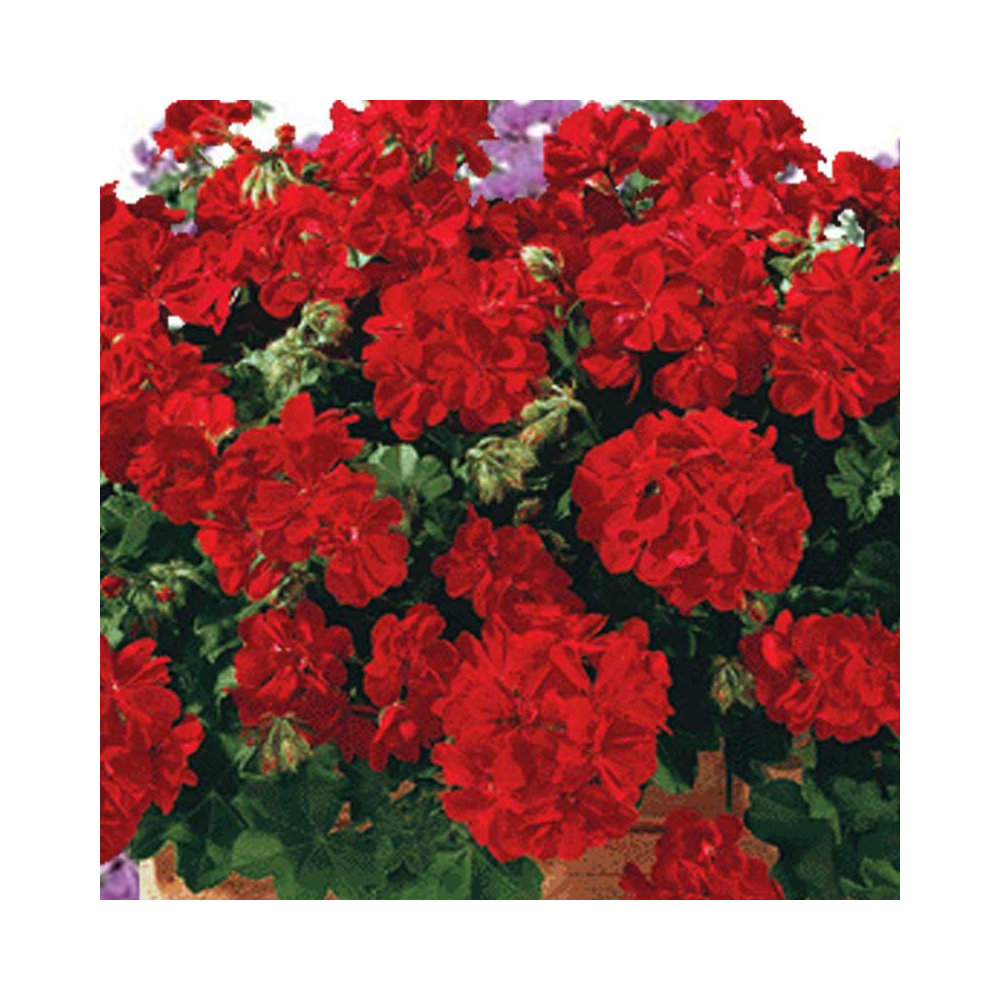 Acheter Geranium Lierre Boneta et autres plantes sur Coclicoh