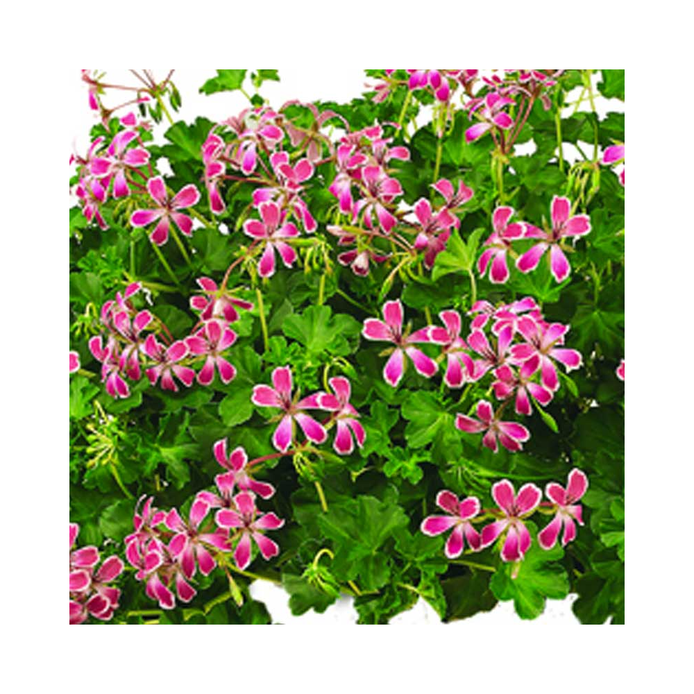 Acheter Geranium Lierre Décora Stellena et autres plantes sur Coclicoh