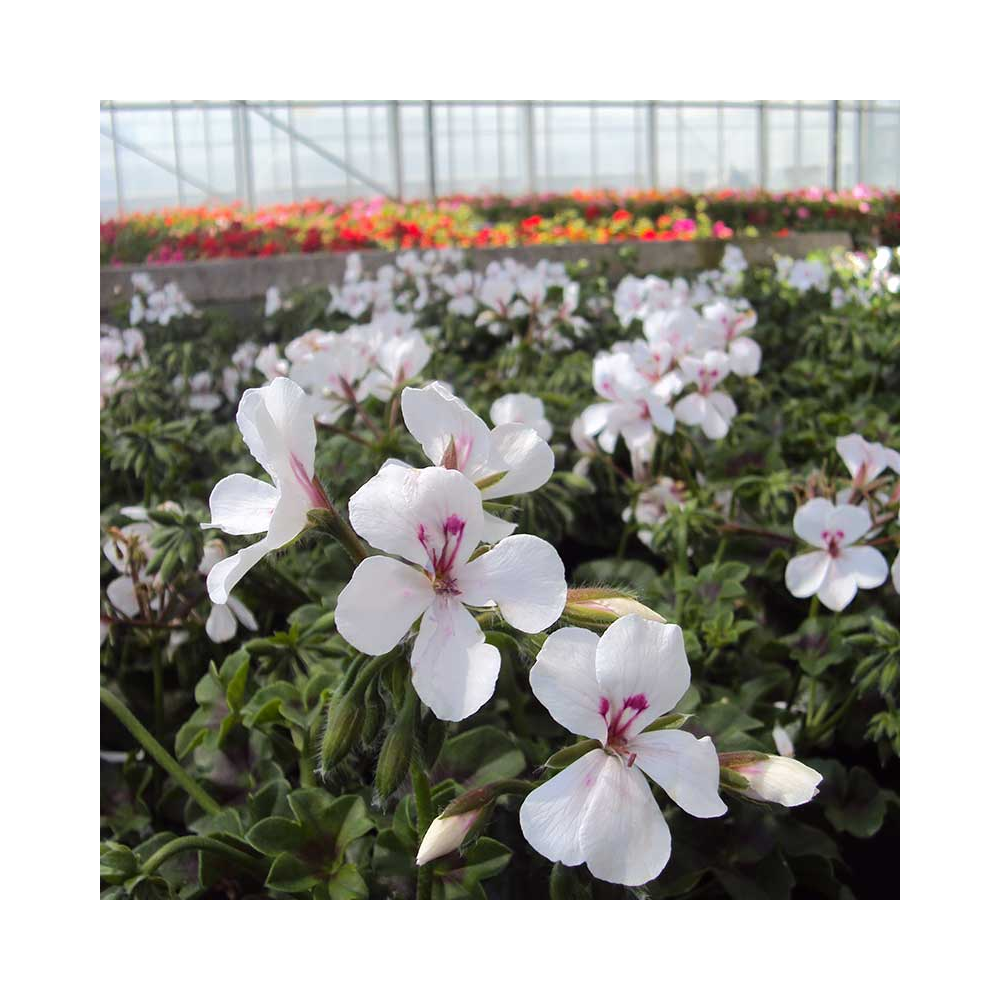 Acheter Geranium Lierre Rainbow Blanc et autres plantes sur Coclicoh