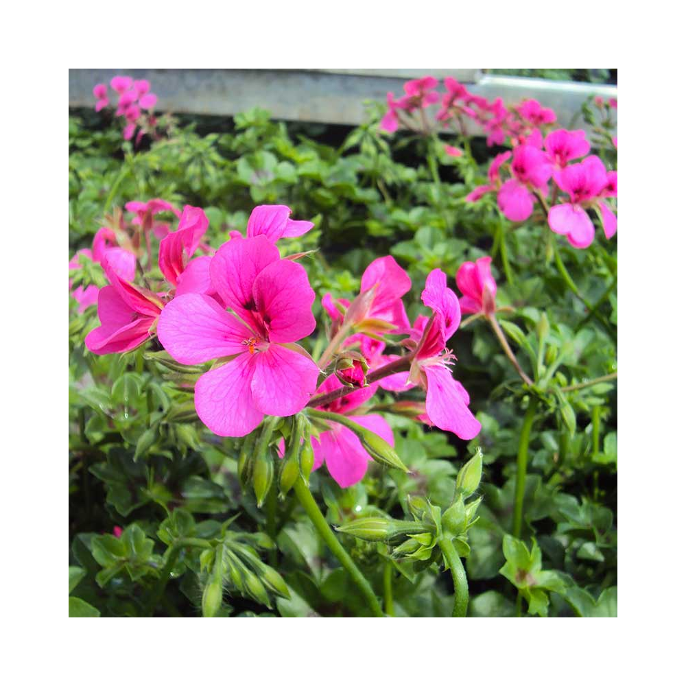Acheter Geranium Lierre Rainbow Neon et autres plantes sur Coclicoh