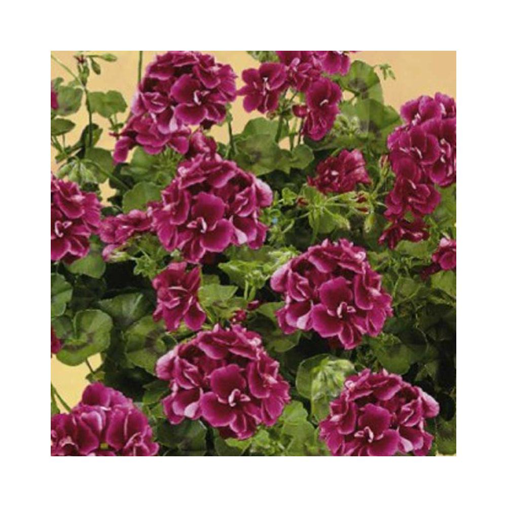 Acheter Geranium Lierre Toscana Pia et autres plantes sur Coclicoh