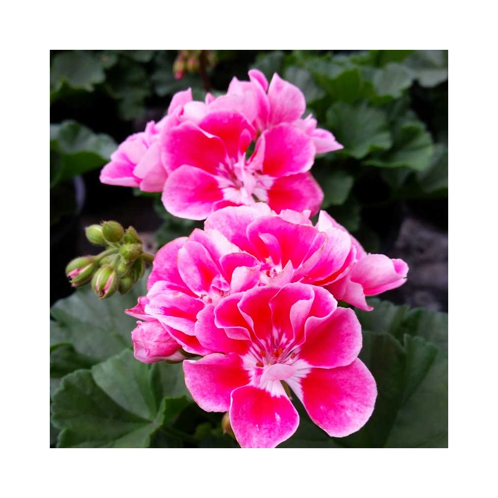 Acheter Geranium Zonal Spanish Wine Rose et autres plantes sur Coclicoh