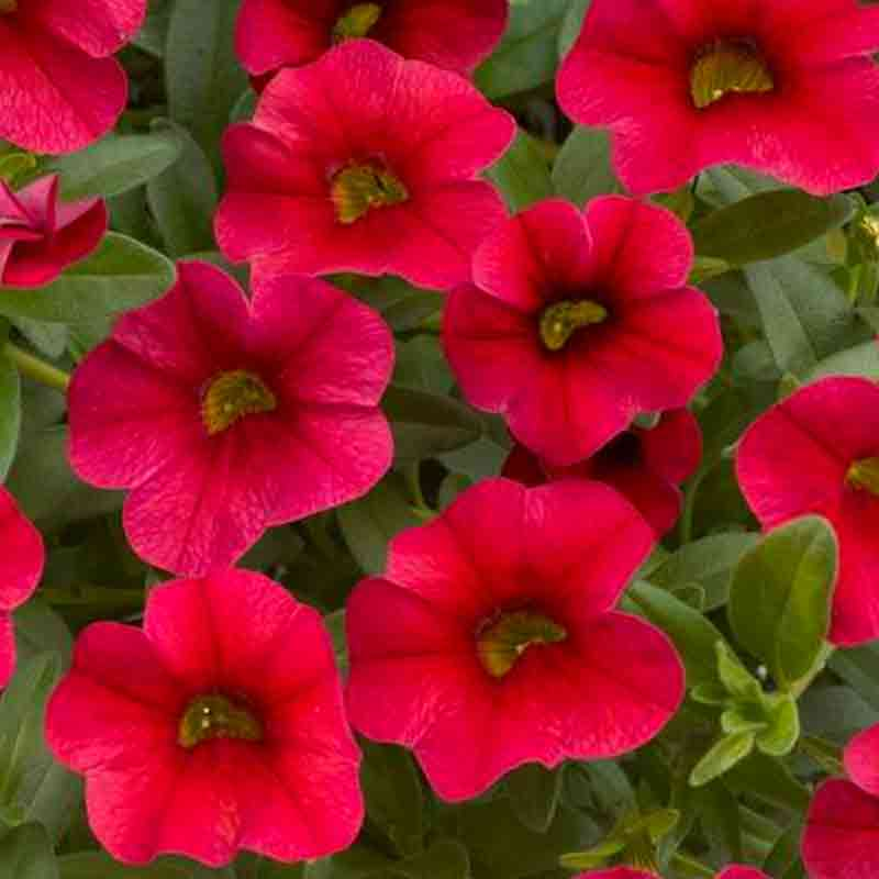 Acheter Calibrachoa Noa Red Improved pas cher