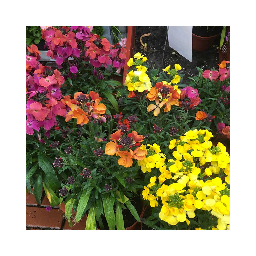 Acheter Erysimum Rysi Cooper pas cher sur Coclicoh