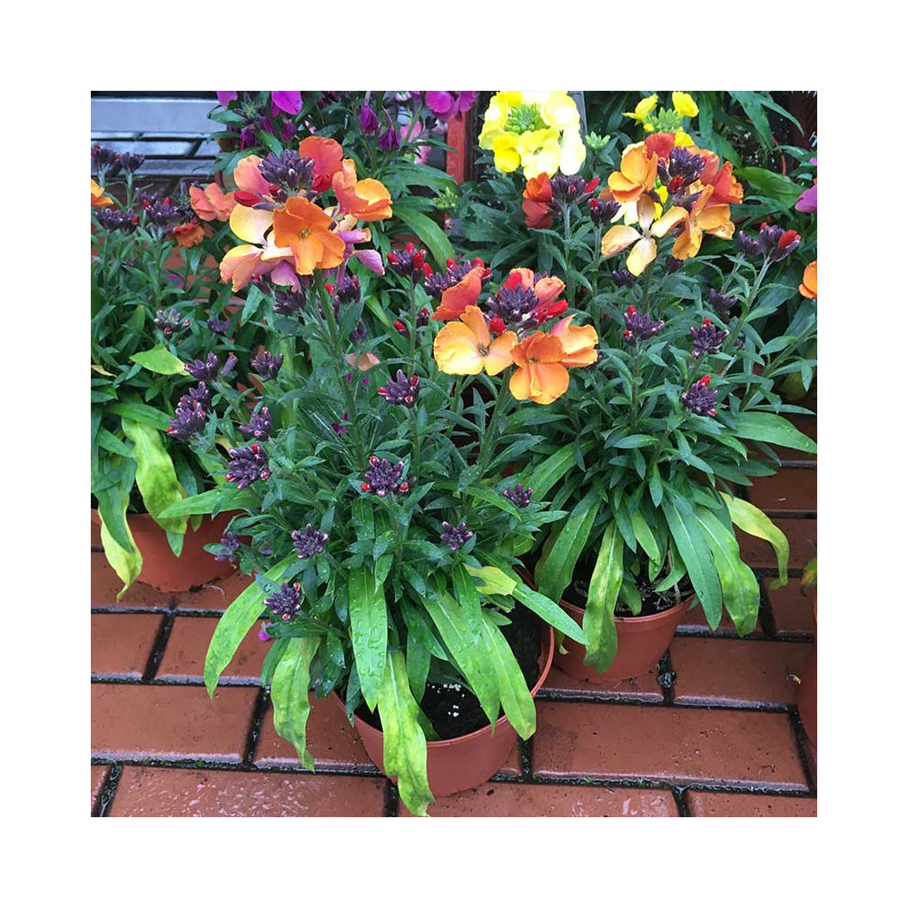 Acheter Erysimum Rysi Cooper pas cher sur Coclicoh