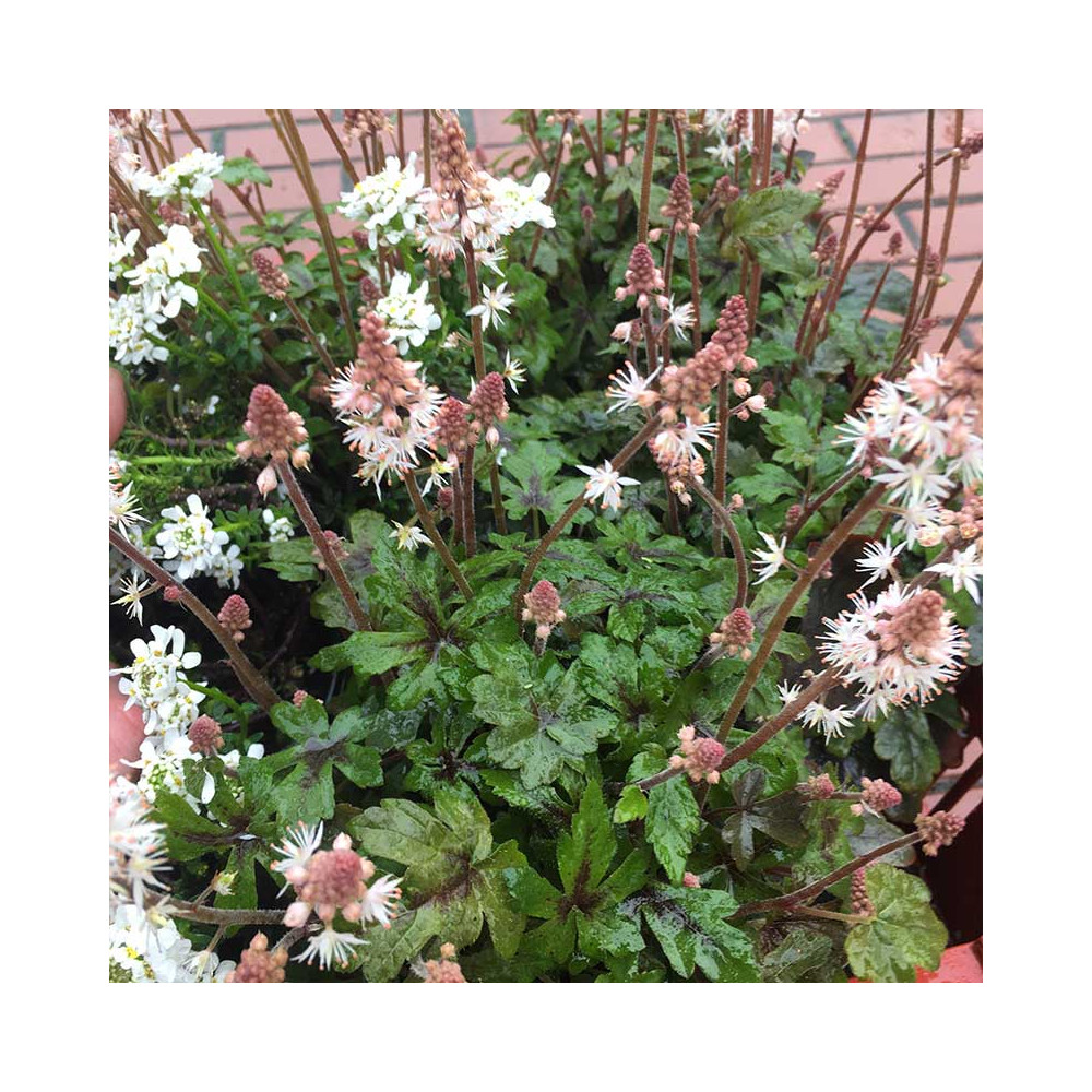 Acheter Tiarella Spring Symphony pas cher sur Coclicoh