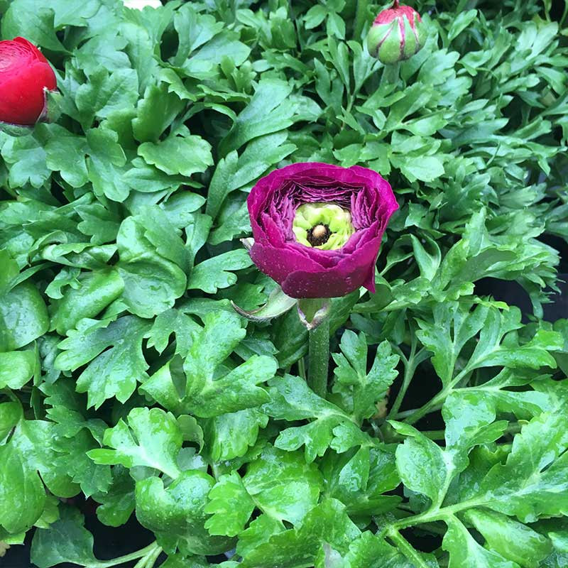Acheter Renoncule Asiaticus Violet et autres plantes sur Coclicoh