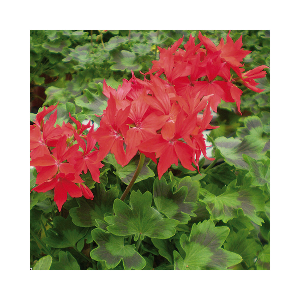 Acheter Geranium Droit A Petale Frange Fireworks Scarlet