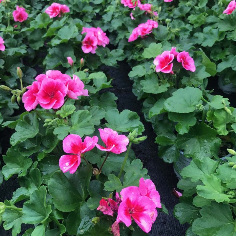 Acheter Geranium Droit Americana Rose Mega Splash