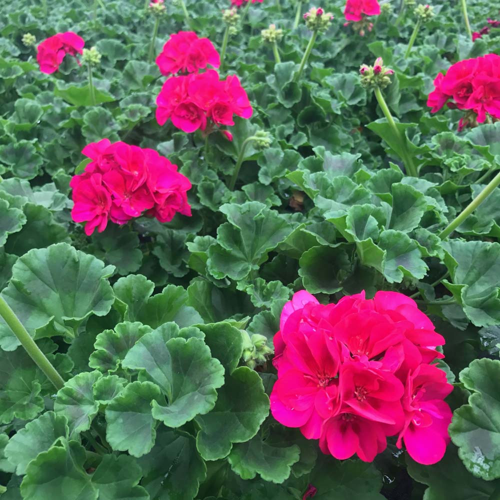 Acheter Geranium Zonal Toscana Regina et autres plantes sur Coclicoh