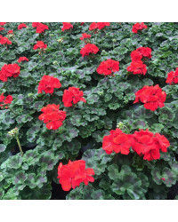 Acheter Geranium Zonal Toscana Senna et autres plantes sur Coclicoh