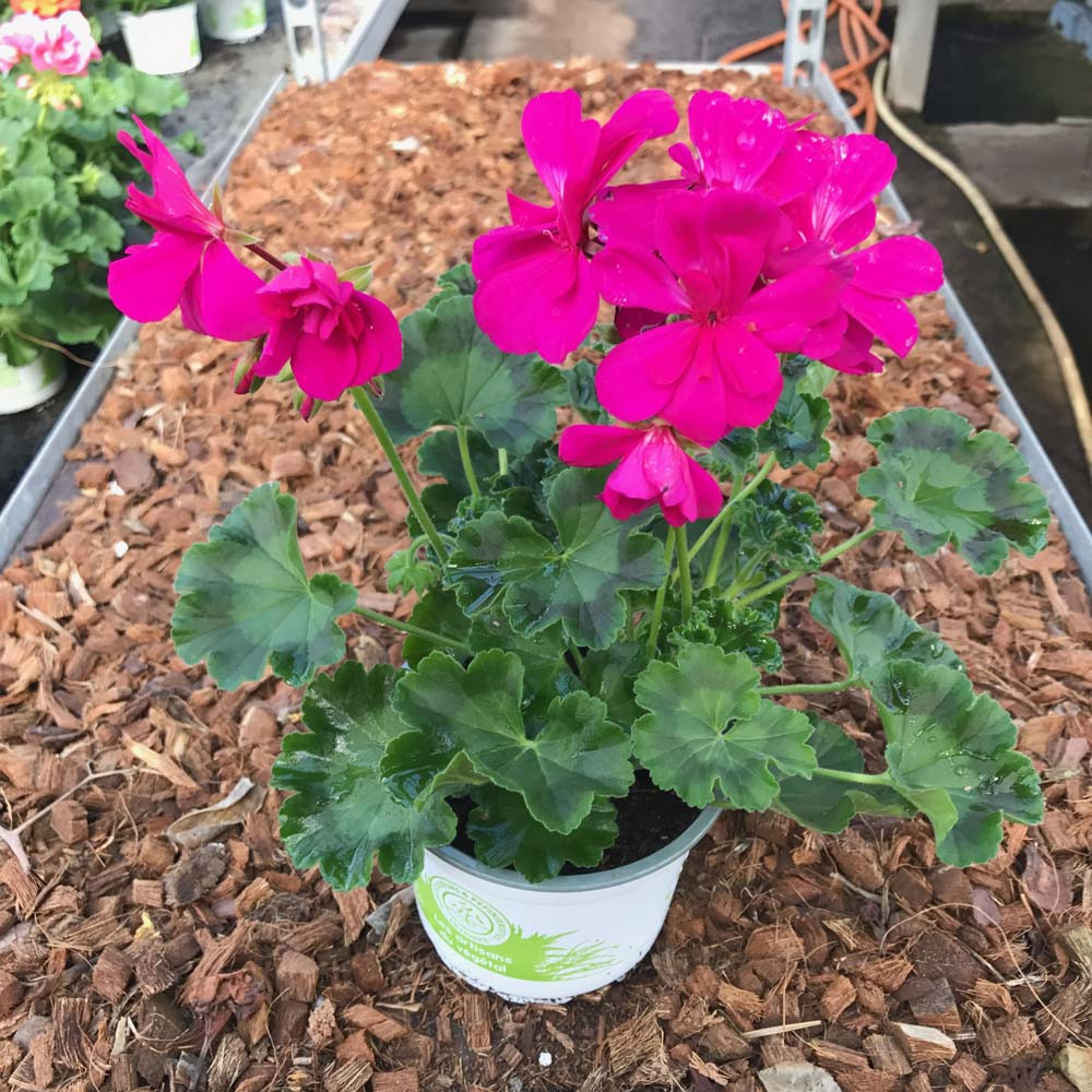 Acheter Geranium Droit Calliope Candy pas cher