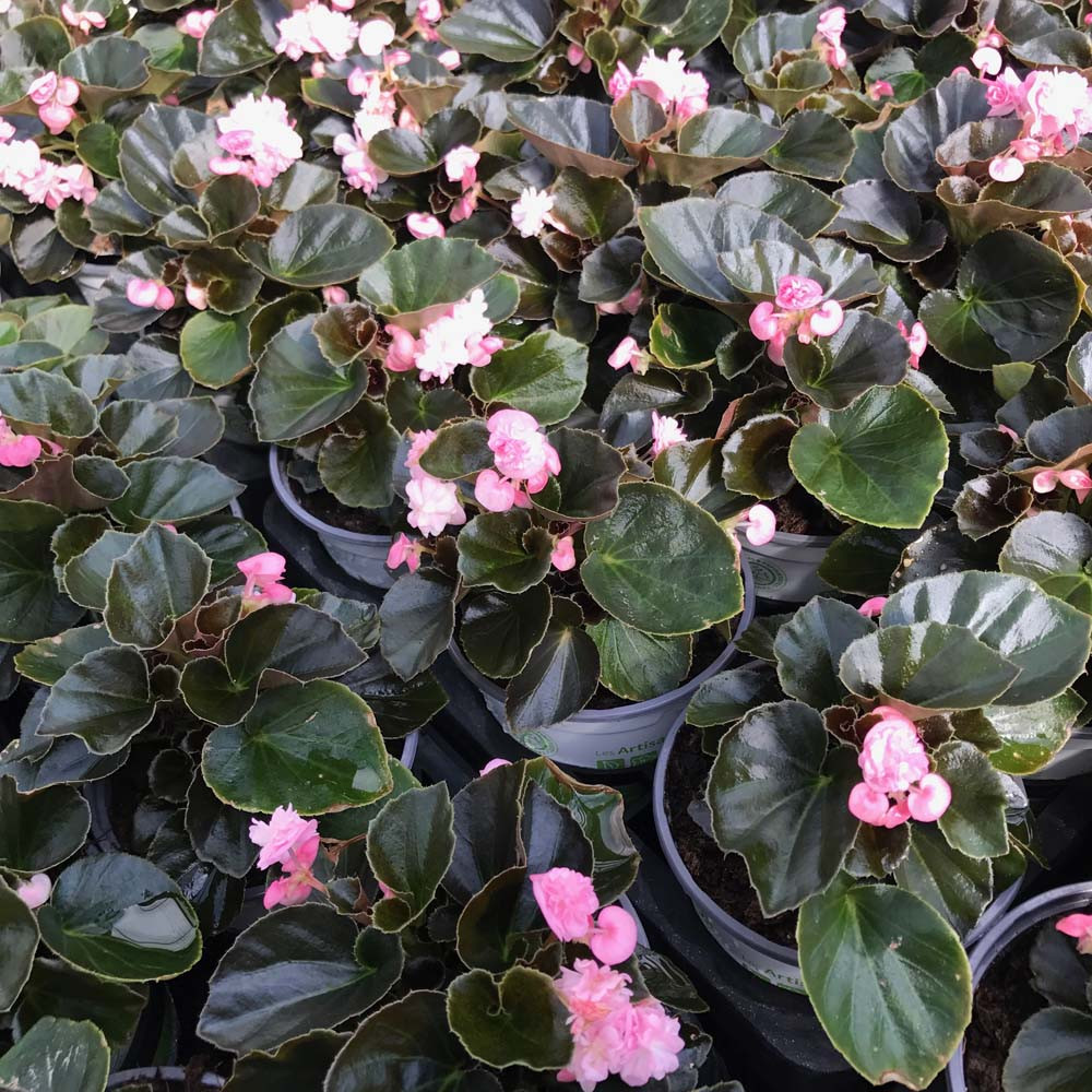 Acheter Begonia Doublet Rose feuillage Bronze