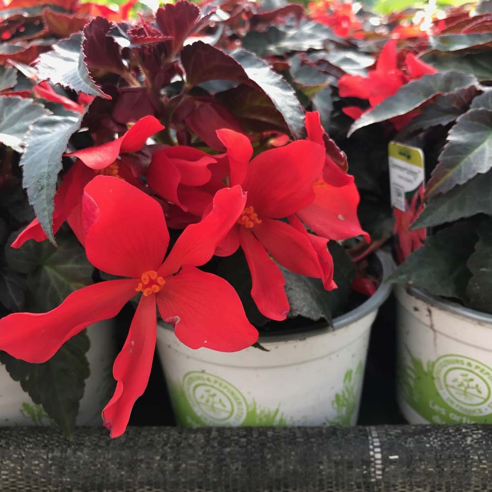 Acheter Begonia Summerwings Dark Elegance rouge