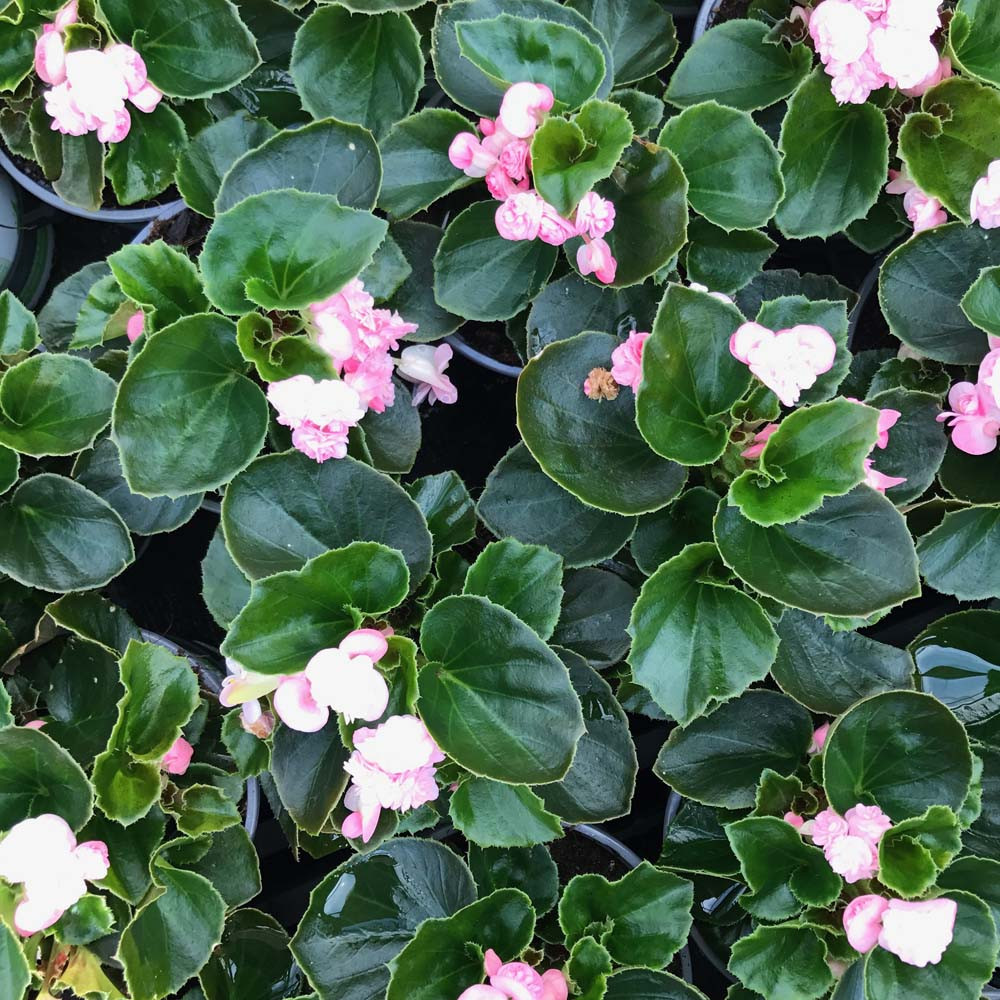 Acheter Begonia Doublet Rose feuillage Vert