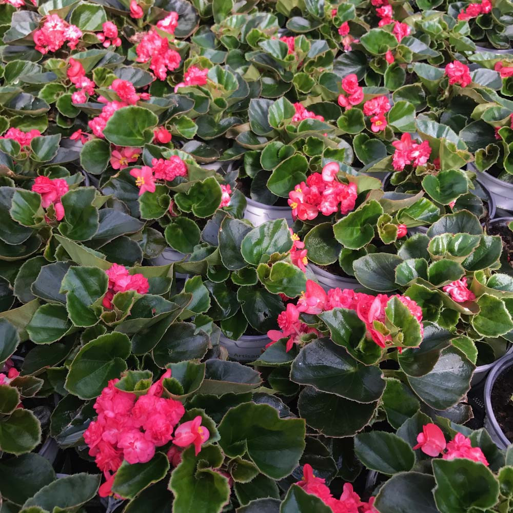 Acheter Begonia Doublet Rouge Feuillage Vert
