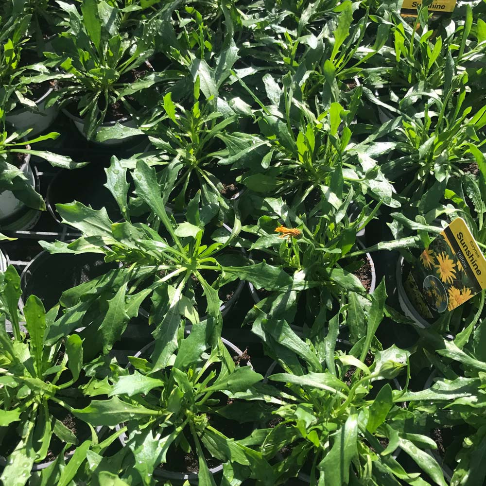 Acheter Euryops Sunshine pas cher sur Coclicoh