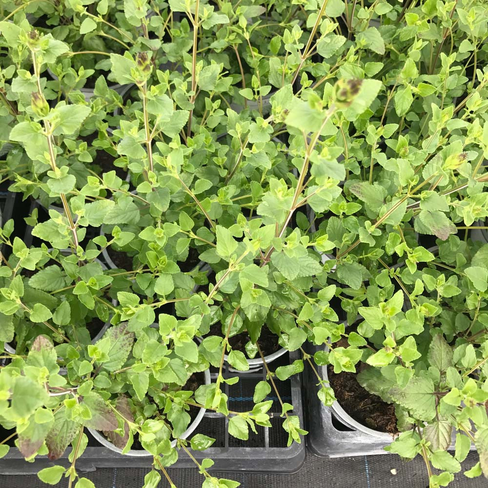 Acheter Sauge Microphylla Hot Lips rouge pas cher sur Coclicoh