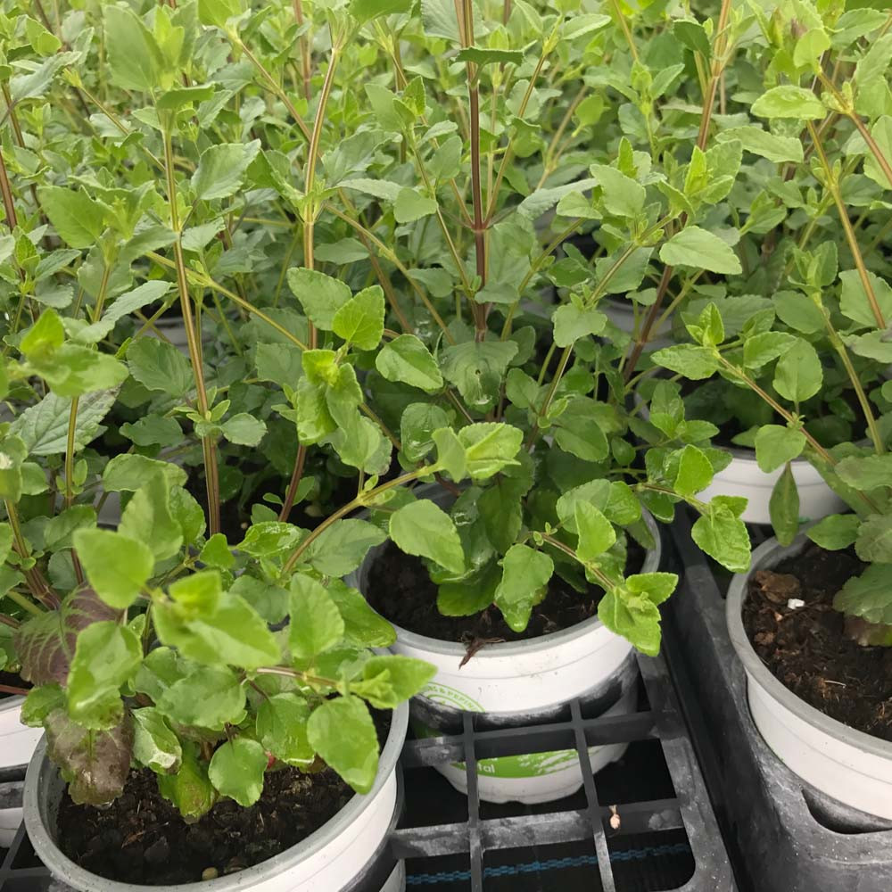 Acheter Sauge Microphylla Hot Lips rouge pas cher sur Coclicoh