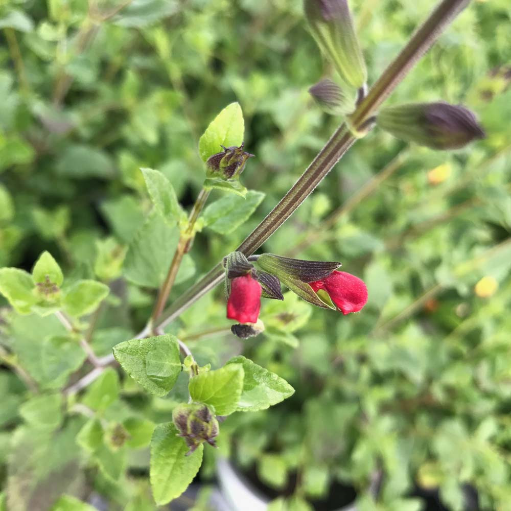 Acheter Sauge Microphylla Hot Lips rouge pas cher sur Coclicoh