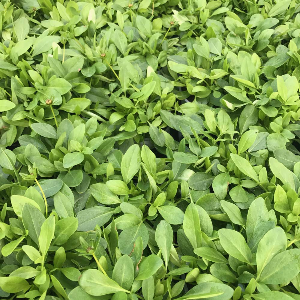 Acheter Coreopsis Grand Solanna Glow et autres plantes sur Coclicoh