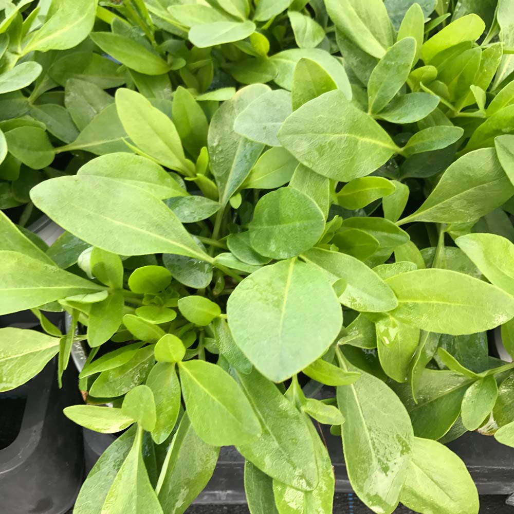 Acheter Coreopsis Grand Solanna Glow et autres plantes sur Coclicoh