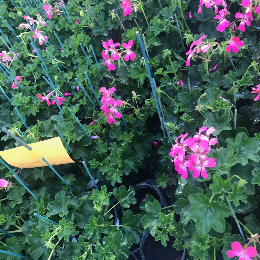 Acheter Geranium Lierre Acapulco Rose fleurs simples