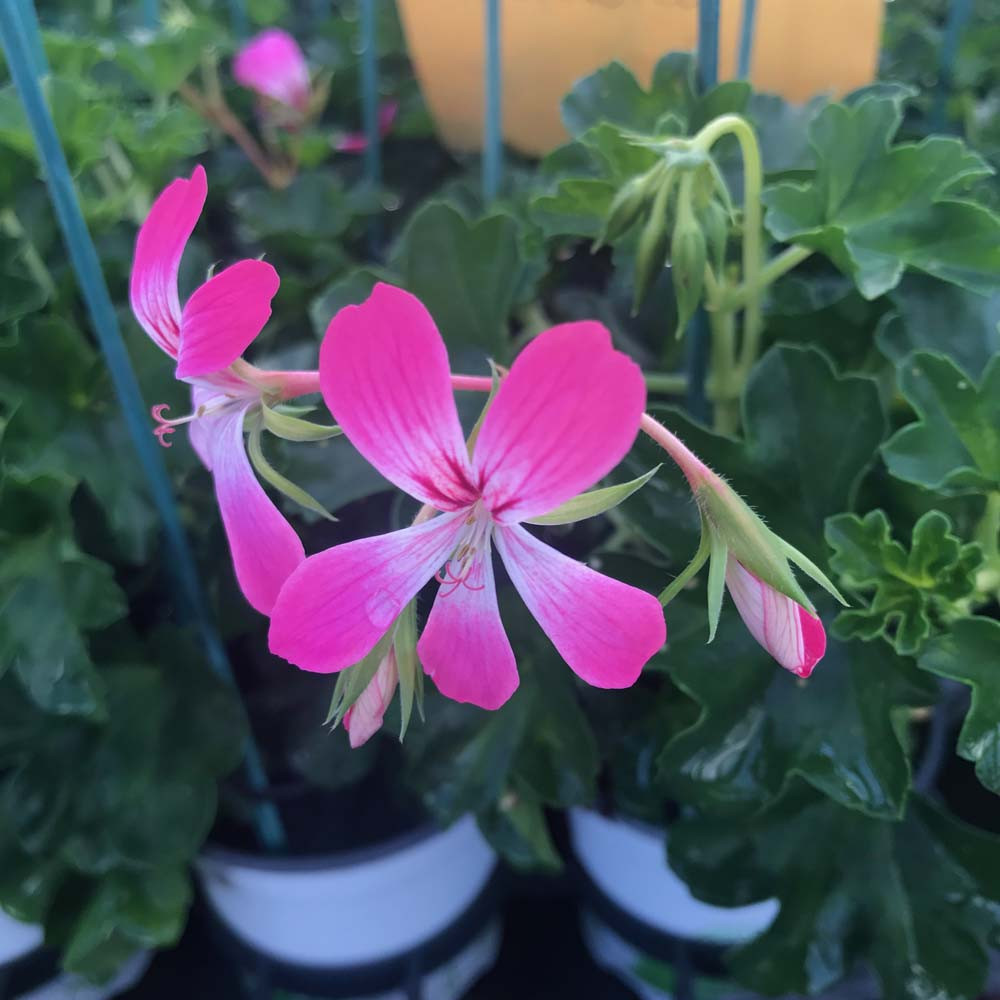Acheter Geranium Lierre Acapulco Rose fleurs simples