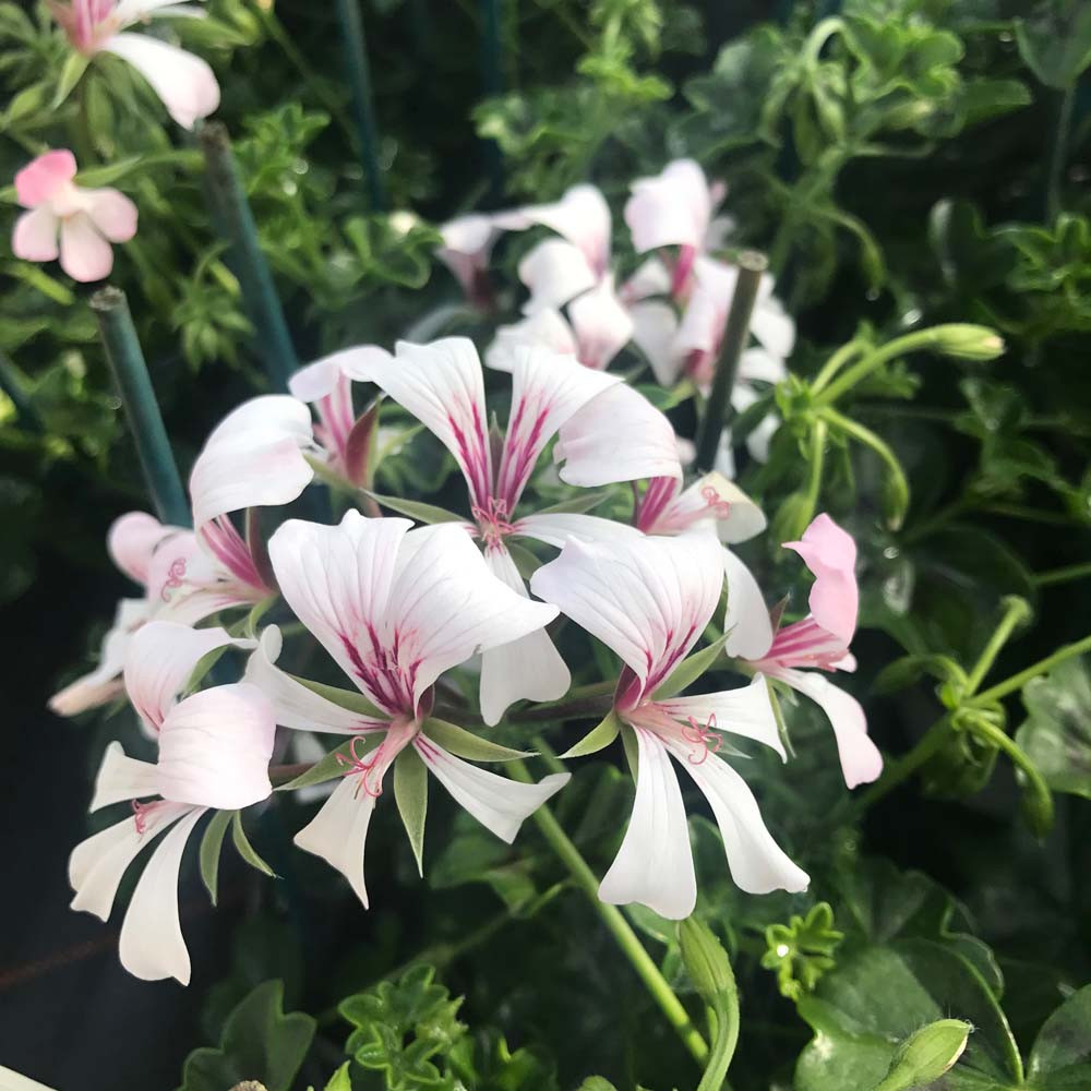Acheter Geranium Lierre Balcons Blanc et autres plantes sur Coclicoh