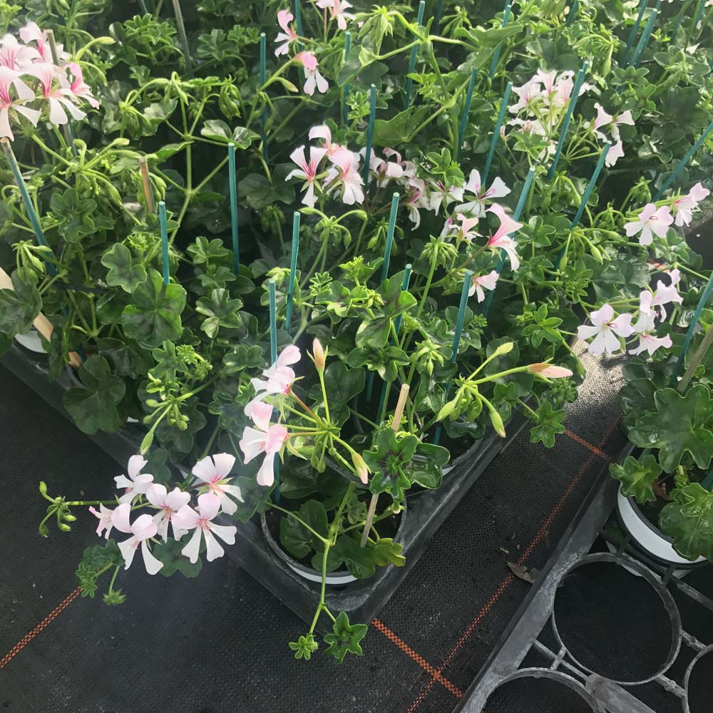 Acheter Geranium Lierre Balcons Blanc et autres plantes sur Coclicoh