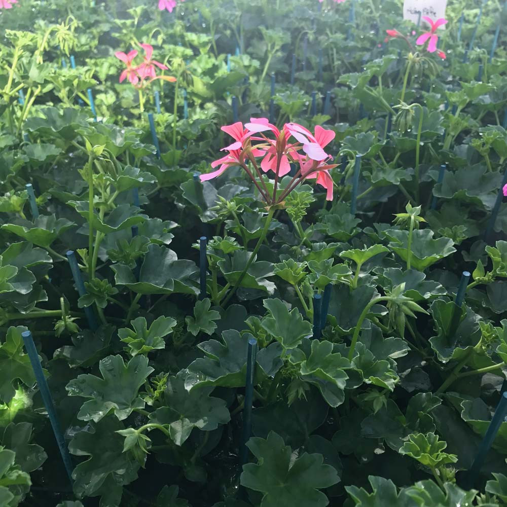 Acheter Geranium Lierre Simple Rose Pâle et autres plantes sur Coclicoh