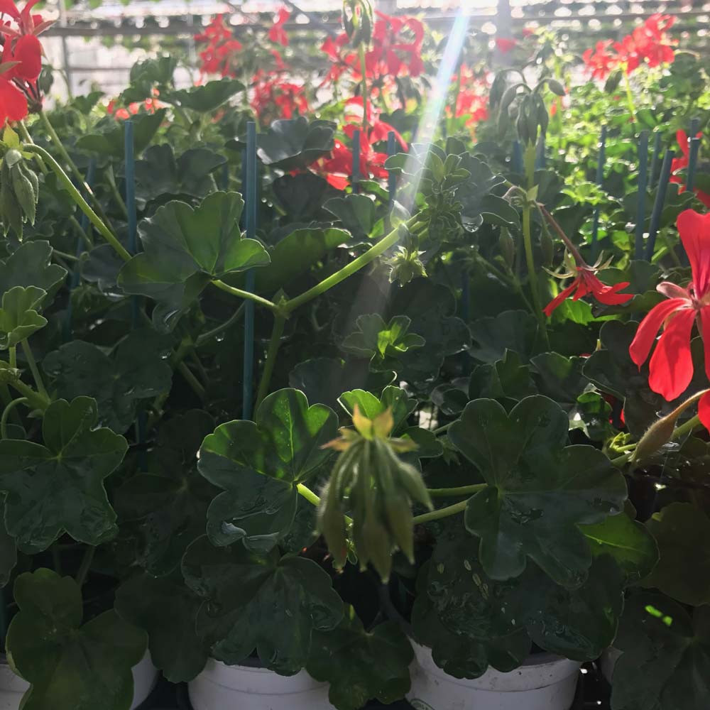 Acheter Geranium Lierre à fleurs simples Rouge et autres plantes sur ...