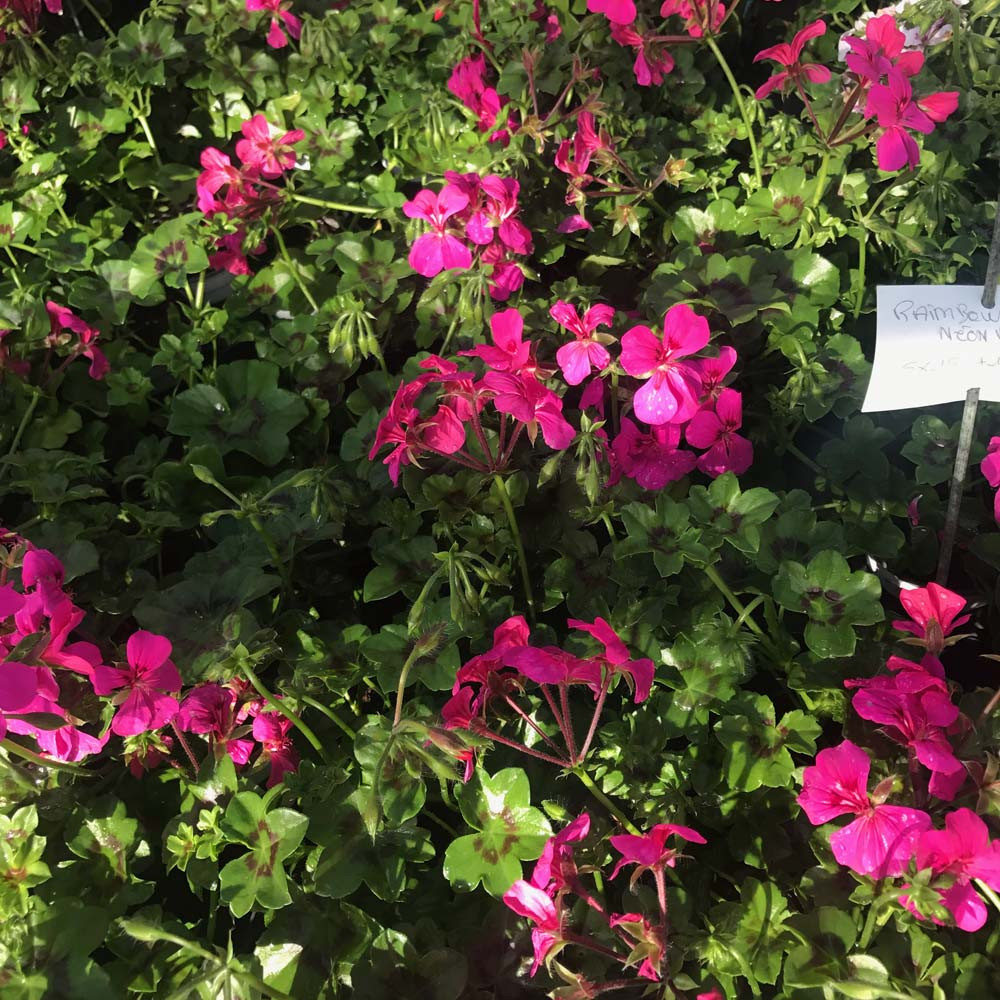 Acheter Geranium Lierre Rainbow Neon et autres plantes sur Coclicoh