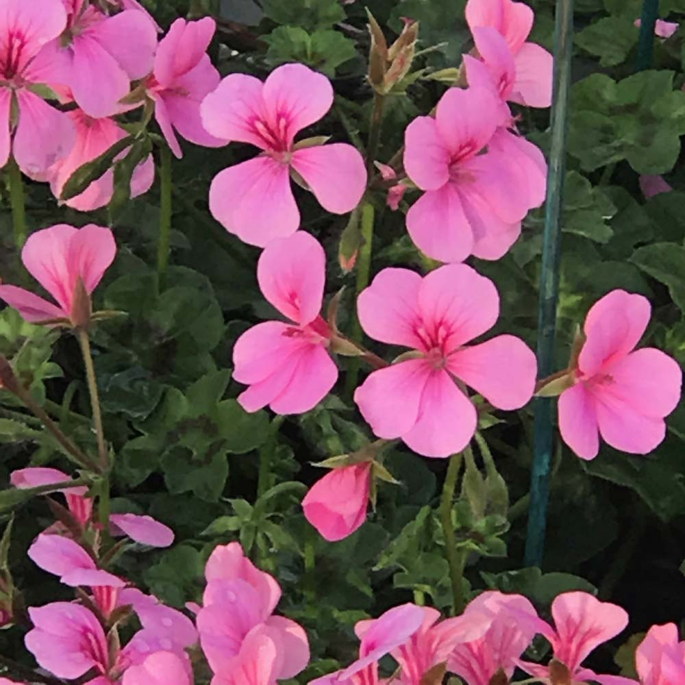 Acheter Geranium Lierre Rainbow Rose et autres plantes sur Coclicoh