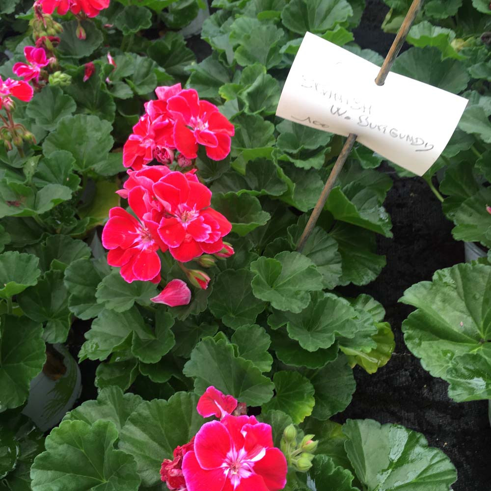 Acheter Geranium zonal spanish wine burgundy