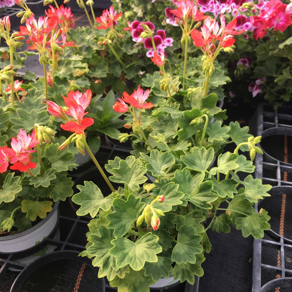 Acheter geranium Fireworks Rouge et blanc