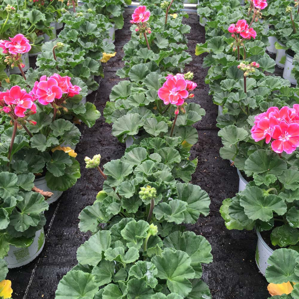 Acheter Geranium Zonal Toscana Tammo pas cher