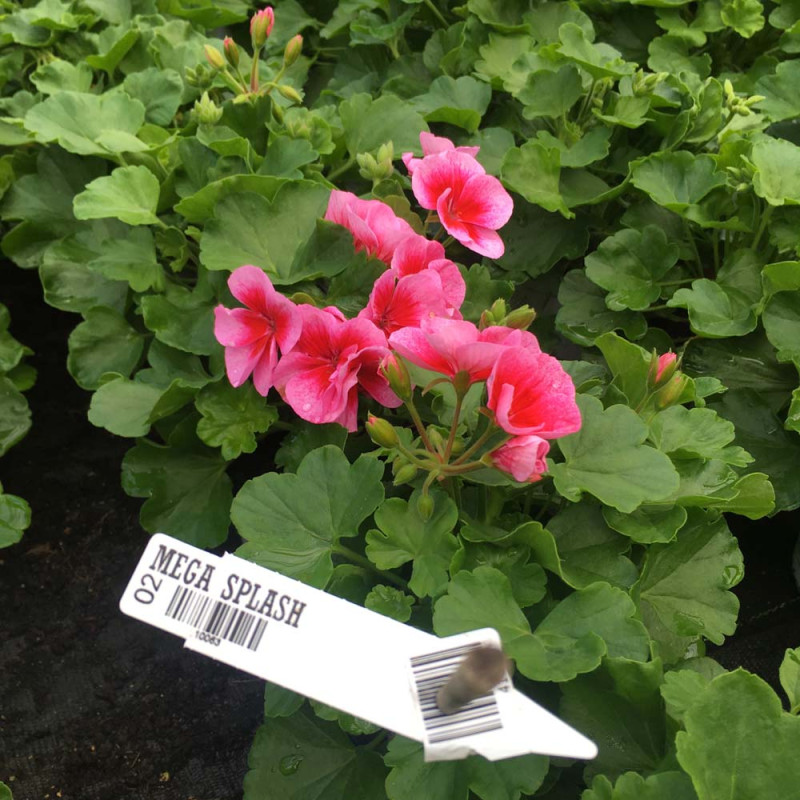 Acheter Geranium Droit Americana Rose Mega Splash