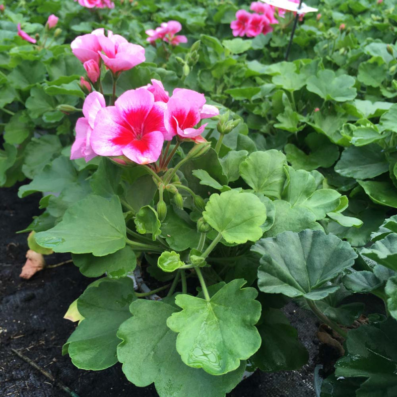 Acheter Geranium Droit Americana Rose Mega Splash