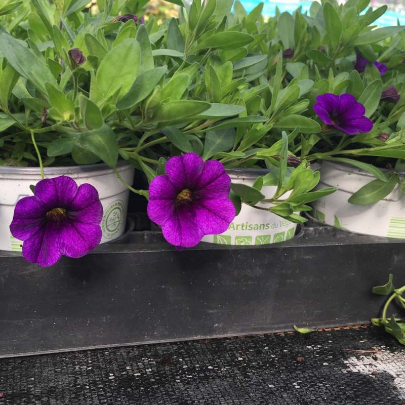Acheter Calibrachoa Callie Hybrida Deep Blue pas cher