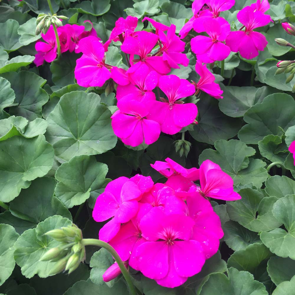 Acheter Geranium Lierre Interspecific Caliente Lavender Applied et ...